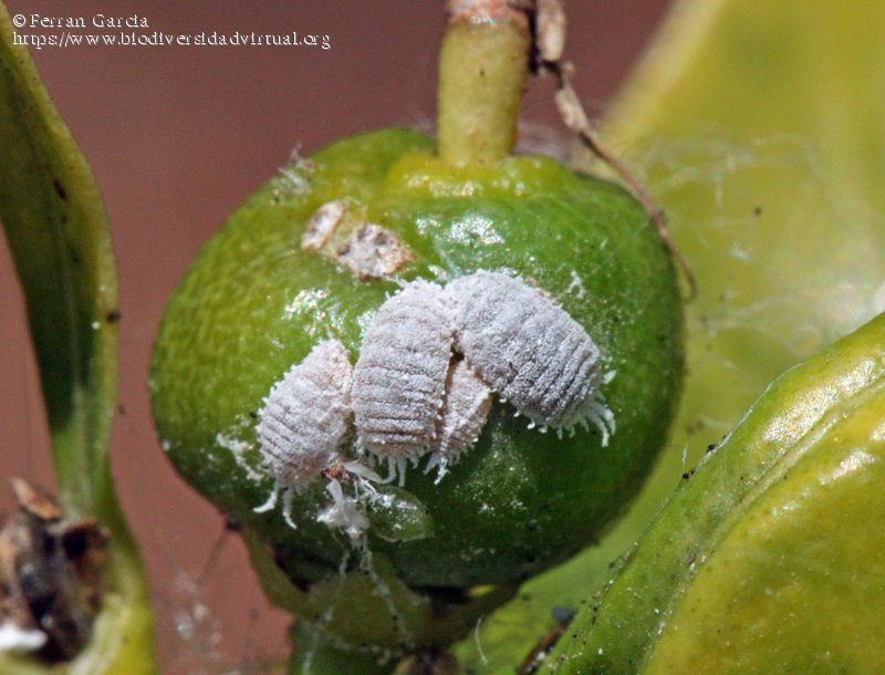 Plaga de Delottococcus Aberiae en la Comunidad Valenciana - FORMACIÓN ...